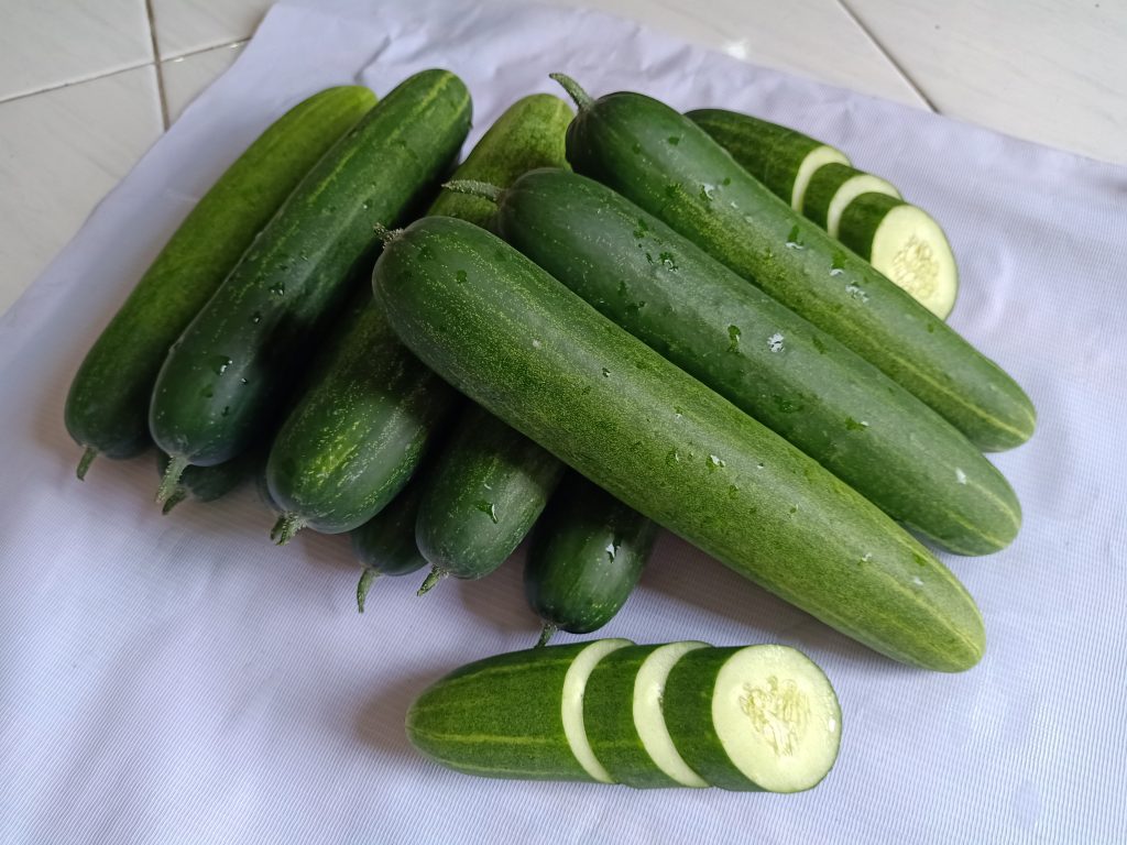 How to make cucumber seeds independently - Blog Bintang asiA