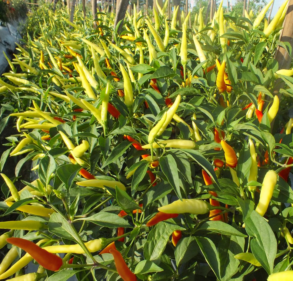 Budidaya Tanaman Cabai / Cabe Lengkap - Blog Bintang asiA