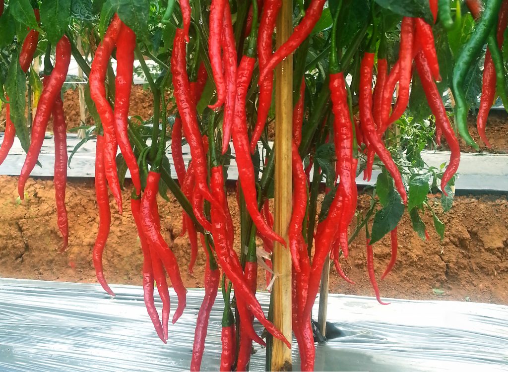 How to cultivate red chili with free anthracnose and get 255 million ...
