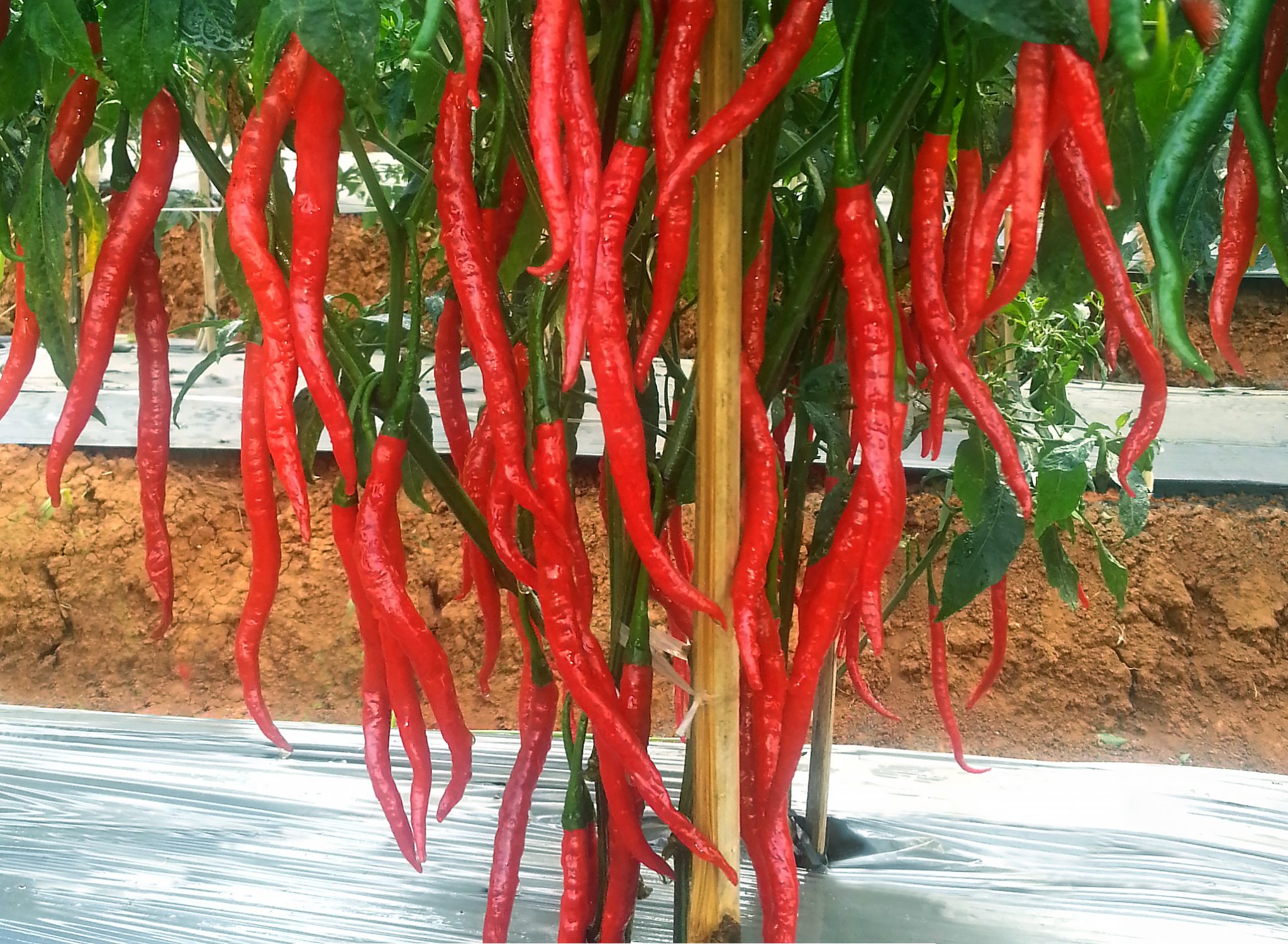 How to cultivate red chili with free anthracnose and get 255 million ...