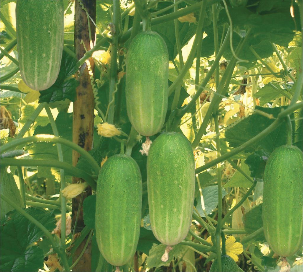 How to Cultivate Cucumbers in Rice Fields - Blog Bintang asiA
