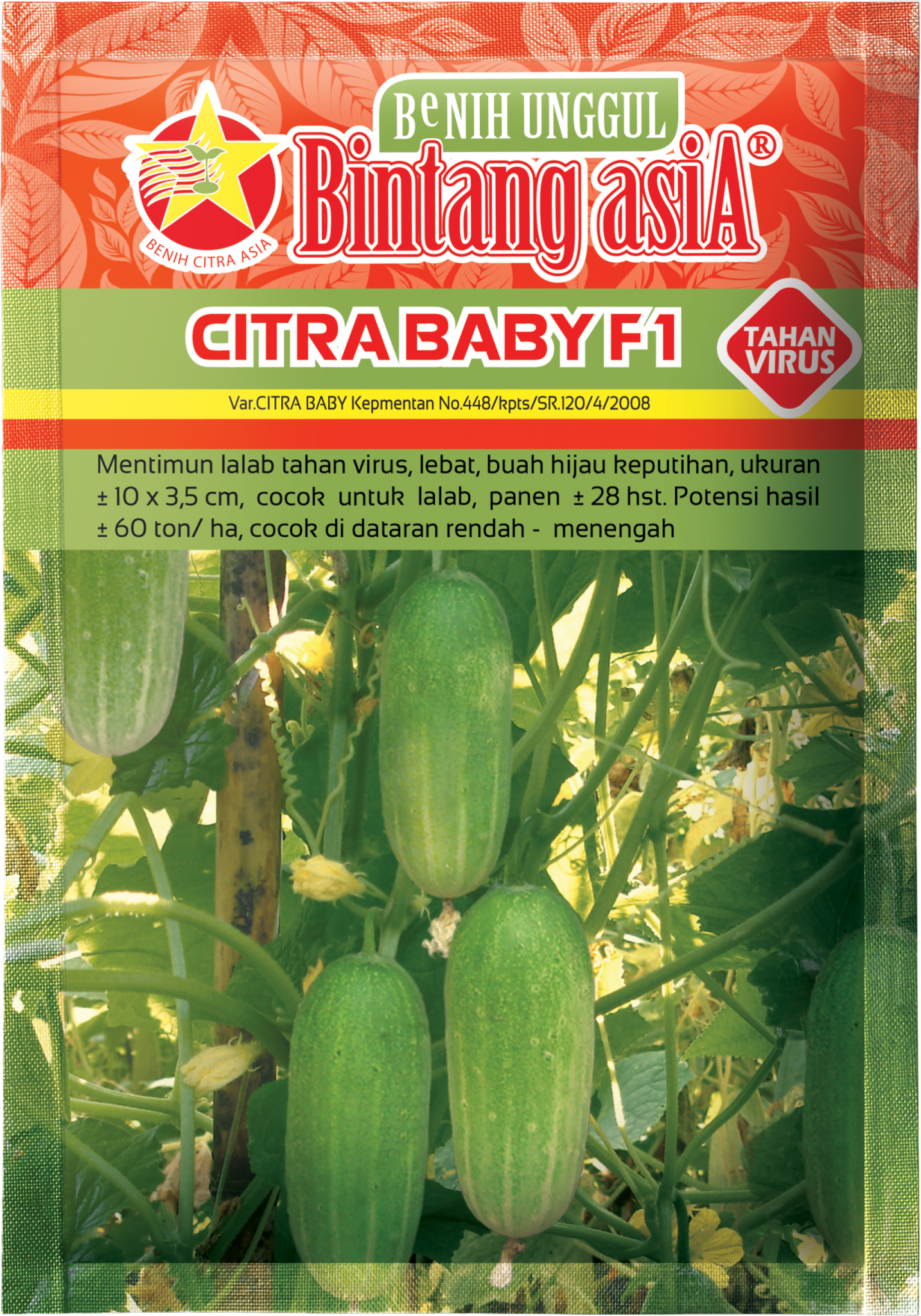 How to Cultivate Cucumbers in Rice Fields - Blog Bintang asiA