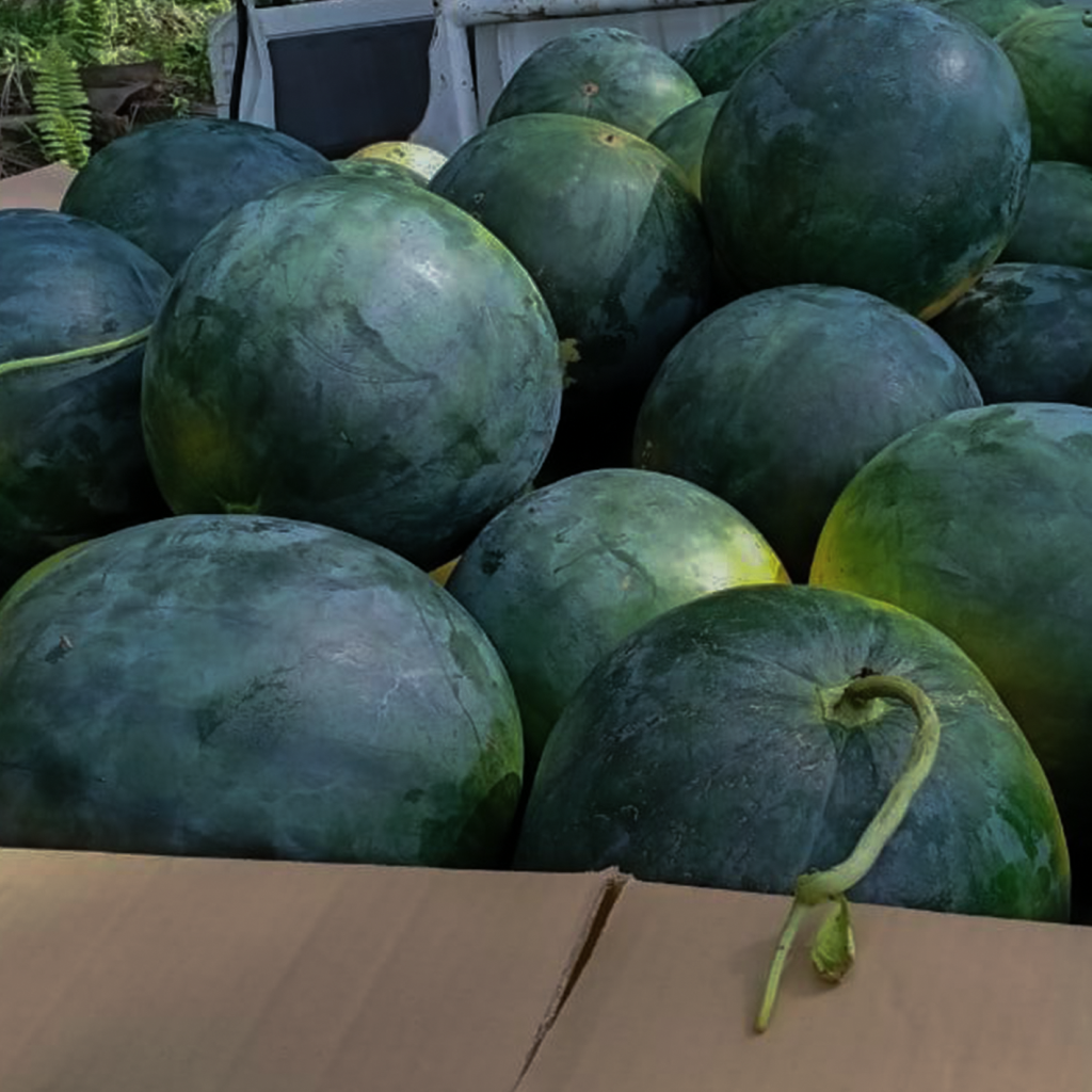 10 Best Watermelon Seed Types in Indonesia - Blog Bintang asiA