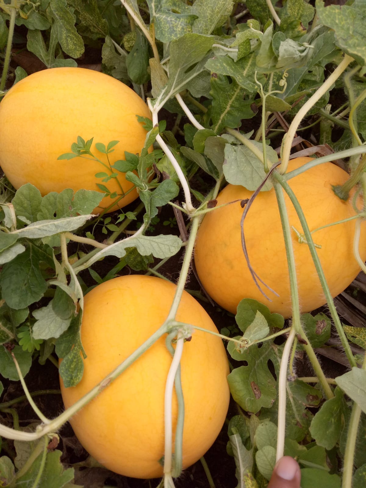Advantages of Watermelon Cultivation in Indonesia - Blog Bintang asiA