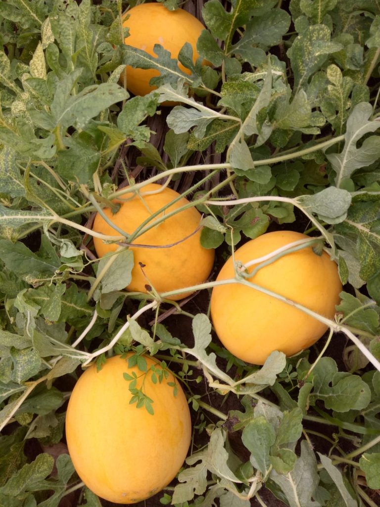 Advantages of Watermelon Cultivation in Indonesia - Blog Bintang asiA