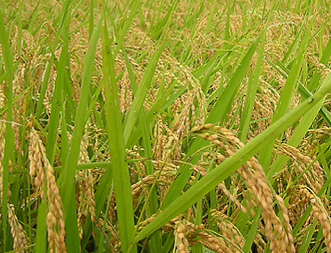 The most profitable types of agricultural crops - Blog Bintang asiA