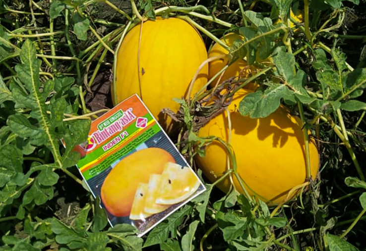 5 golden watermelon benefits - Blog Bintang asiA