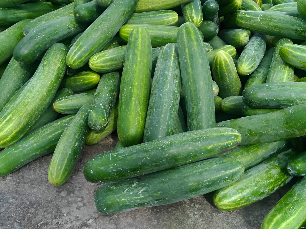 Benefits of Cucumber in Agriculture - Blog Bintang asiA